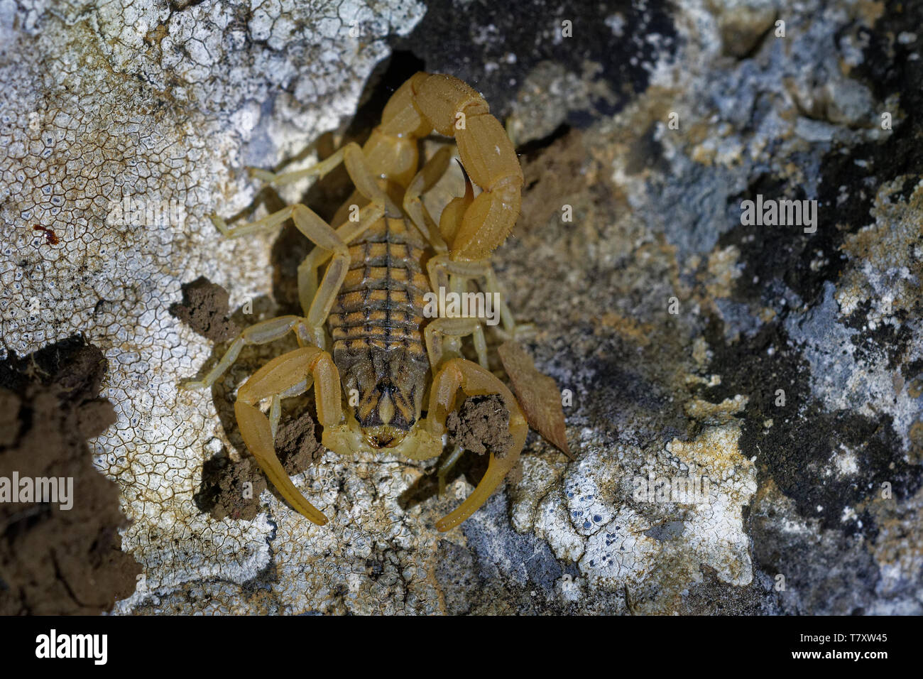Insecte venimeux europe Banque de photographies et d’images à haute ...