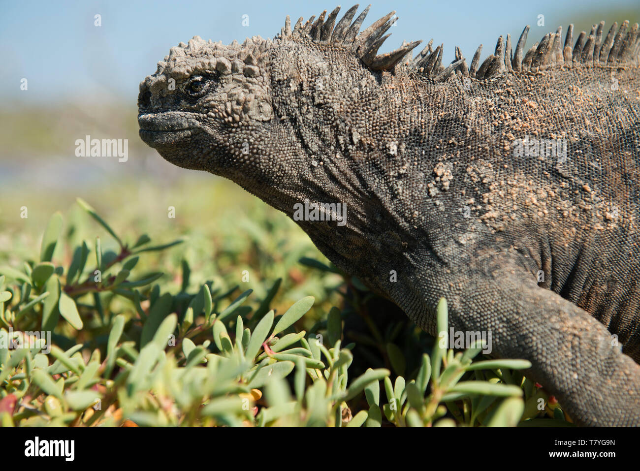 Iguane Des Galapagos Banque d'image et photos - Alamy