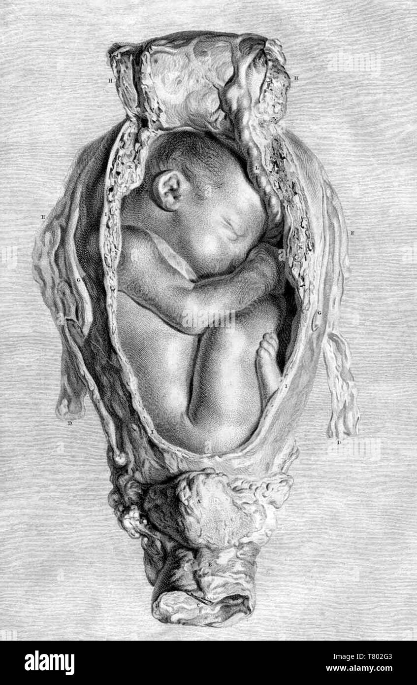 Anatomie de l'utérus gravide humain Banque de photographies et d’images ...