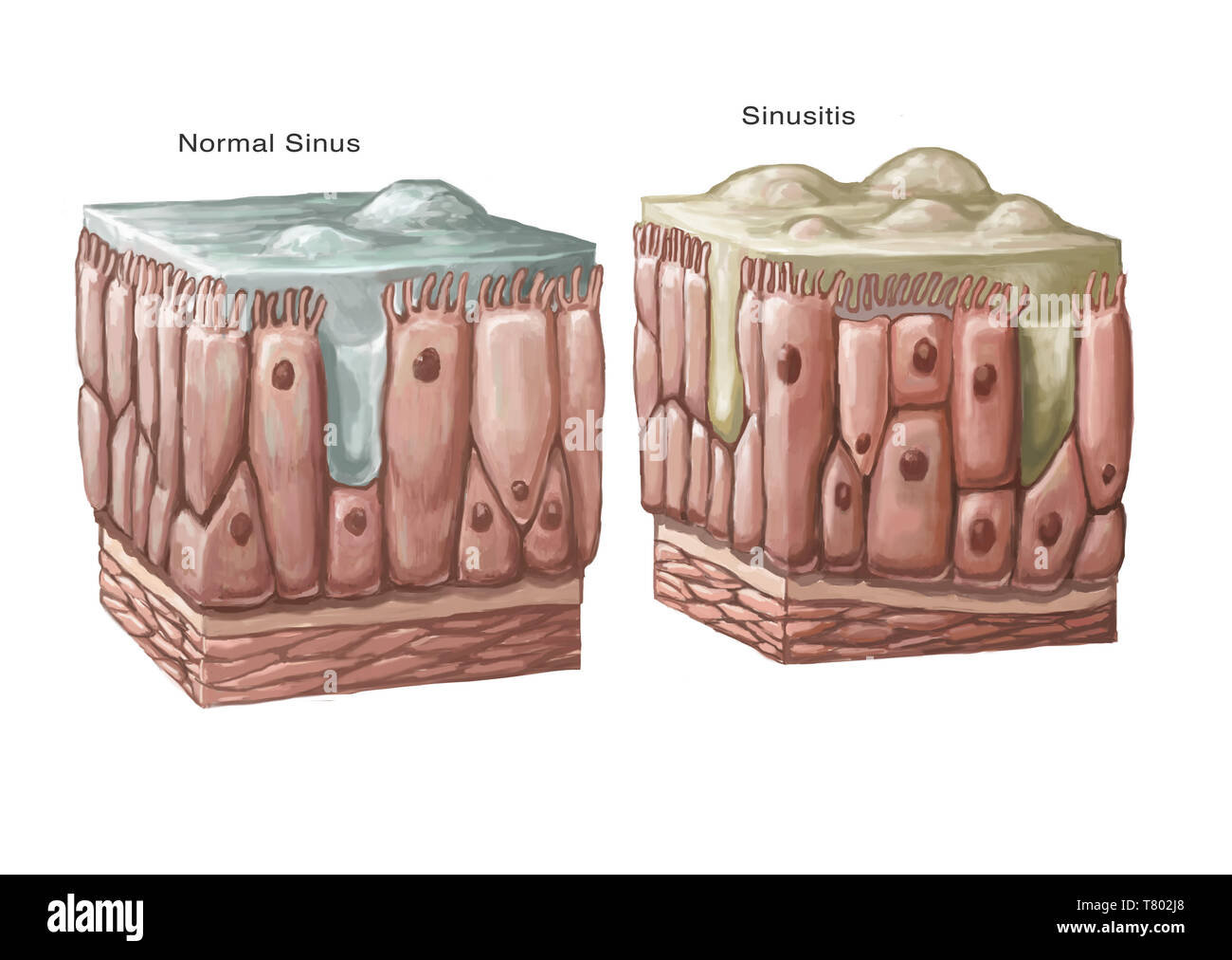 Dessin d'illustration Banque d'images détourées - Alamy