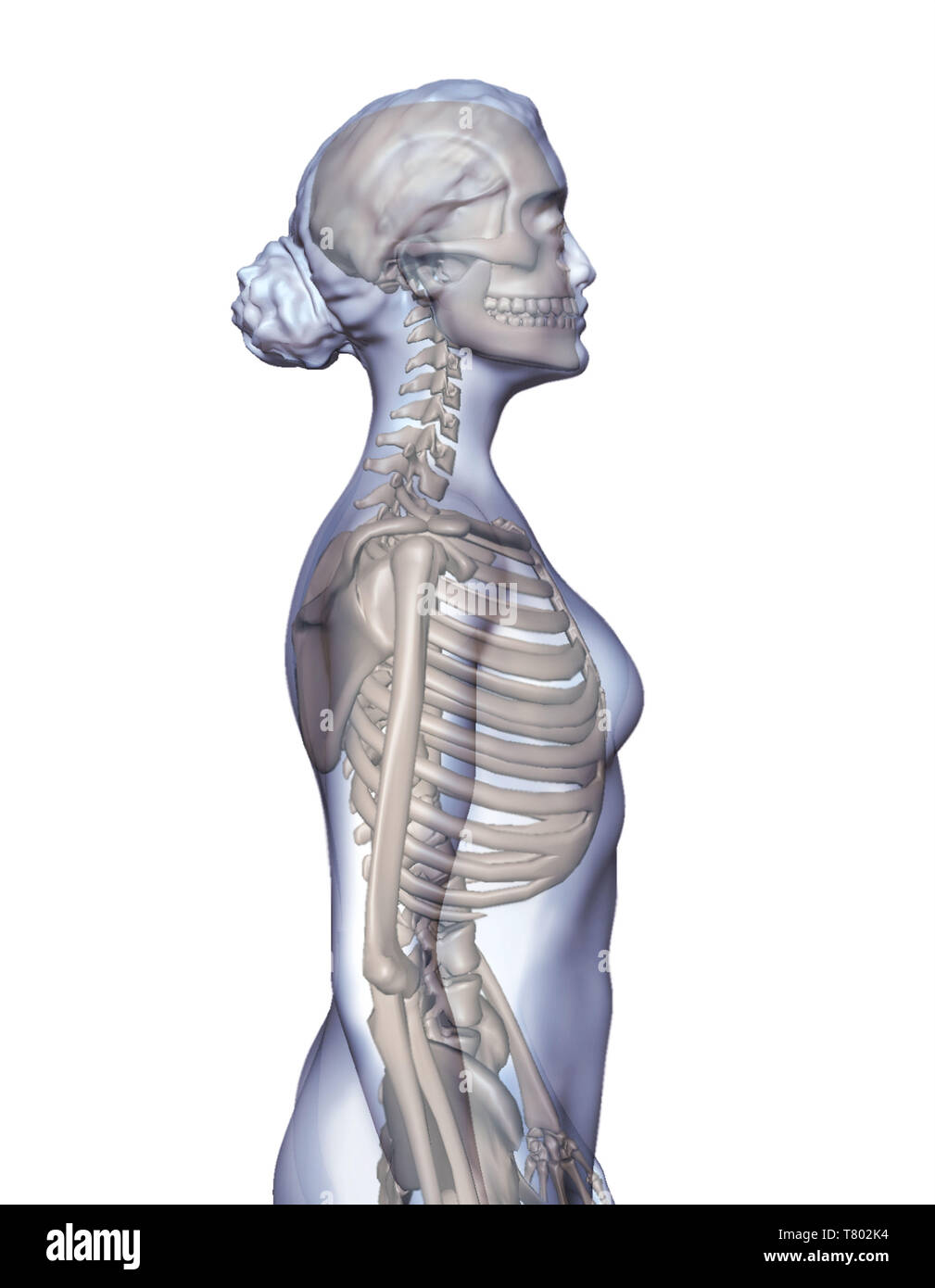 Système squelettique Banque de photographies et d’images à haute ...