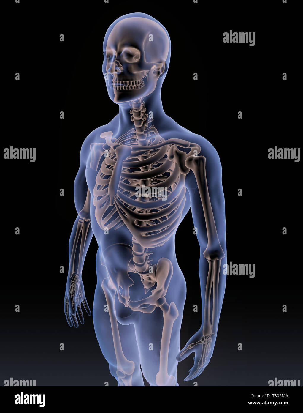 Homme 3d anatomie Banque de photographies et d’images à haute ...