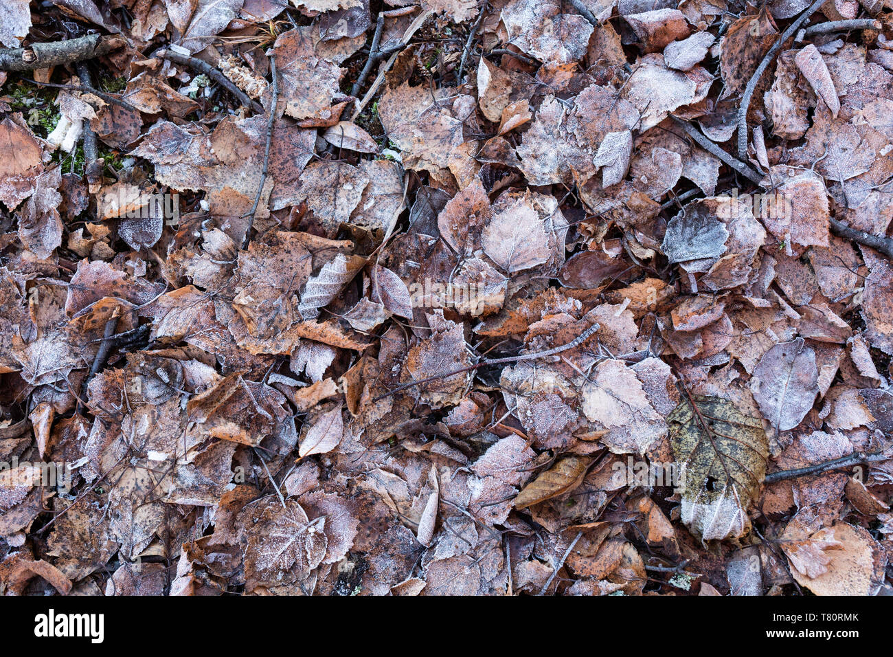 Feuilles de givre sur le sol Banque de photographies et d’images à ...