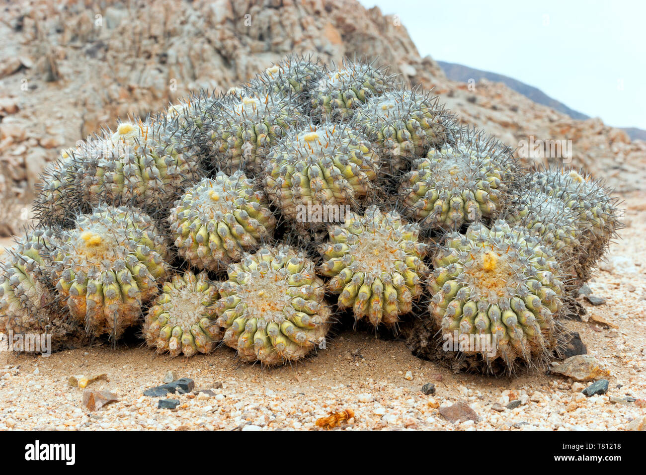 Copiapoa dealbata Banque de photographies et d’images à haute ...