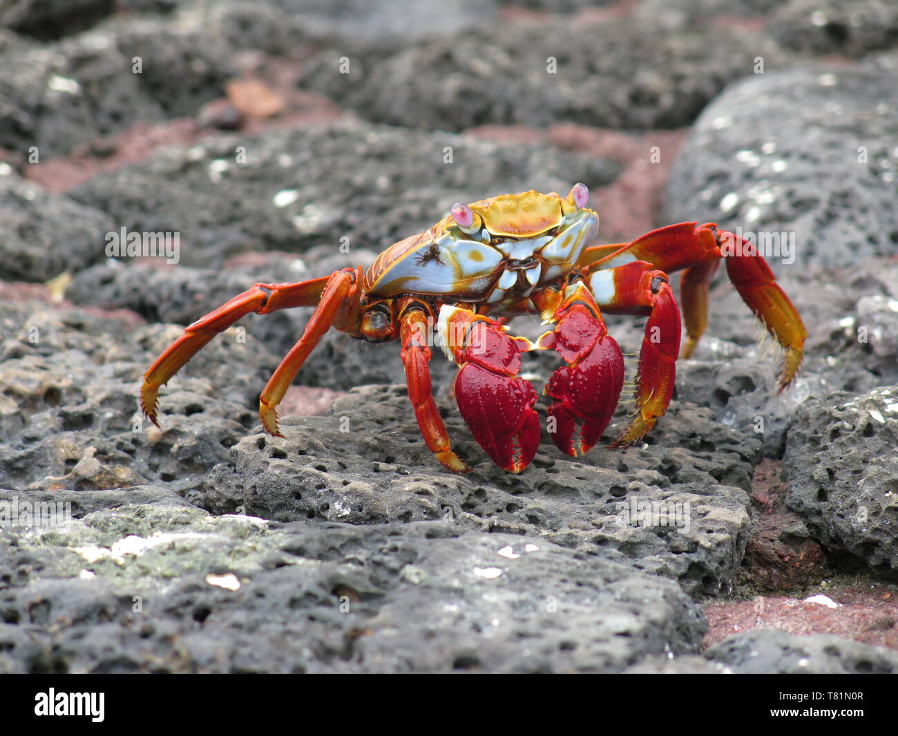 Vie aquatique animale Banque de photographies et d’images à haute ...