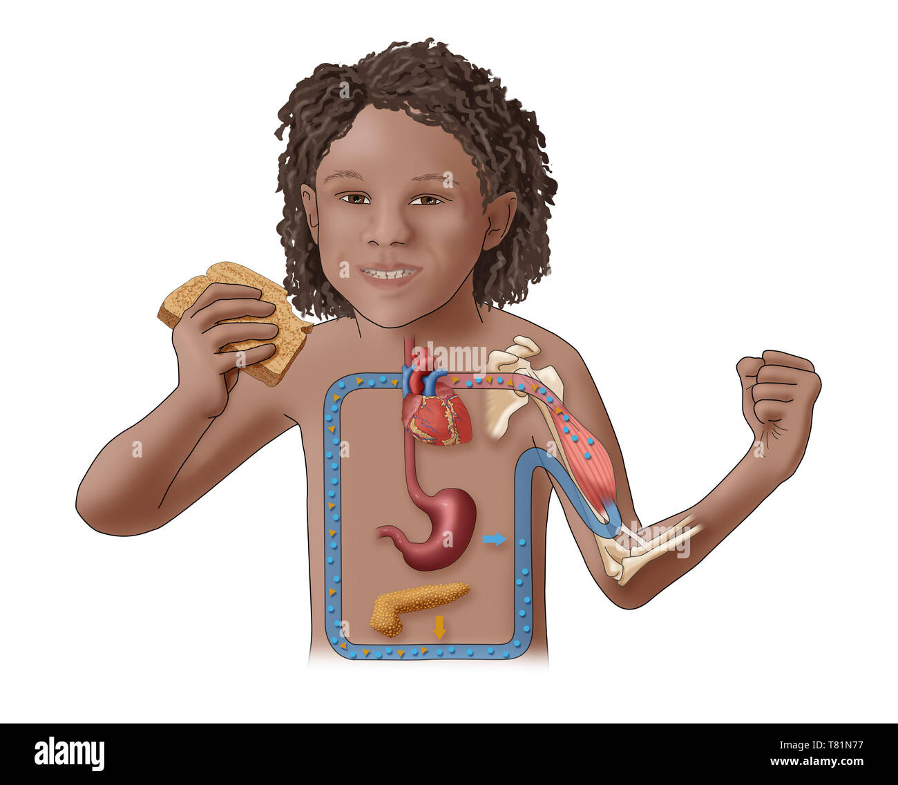 Cycle de l'insuline et le sucre normal, illustration Photo Stock - Alamy