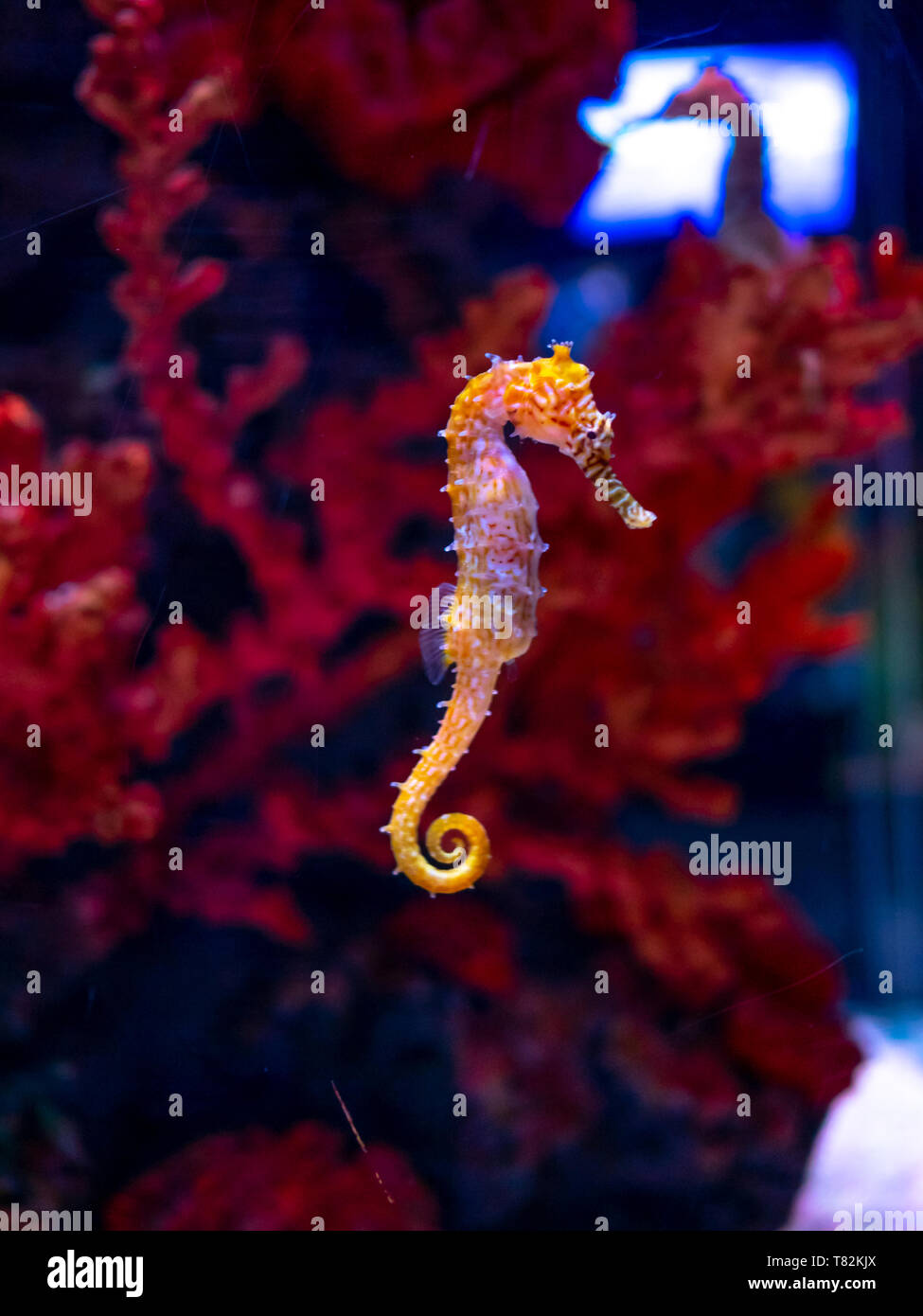 Chevaux nageant Banque de photographies et d’images à haute résolution ...