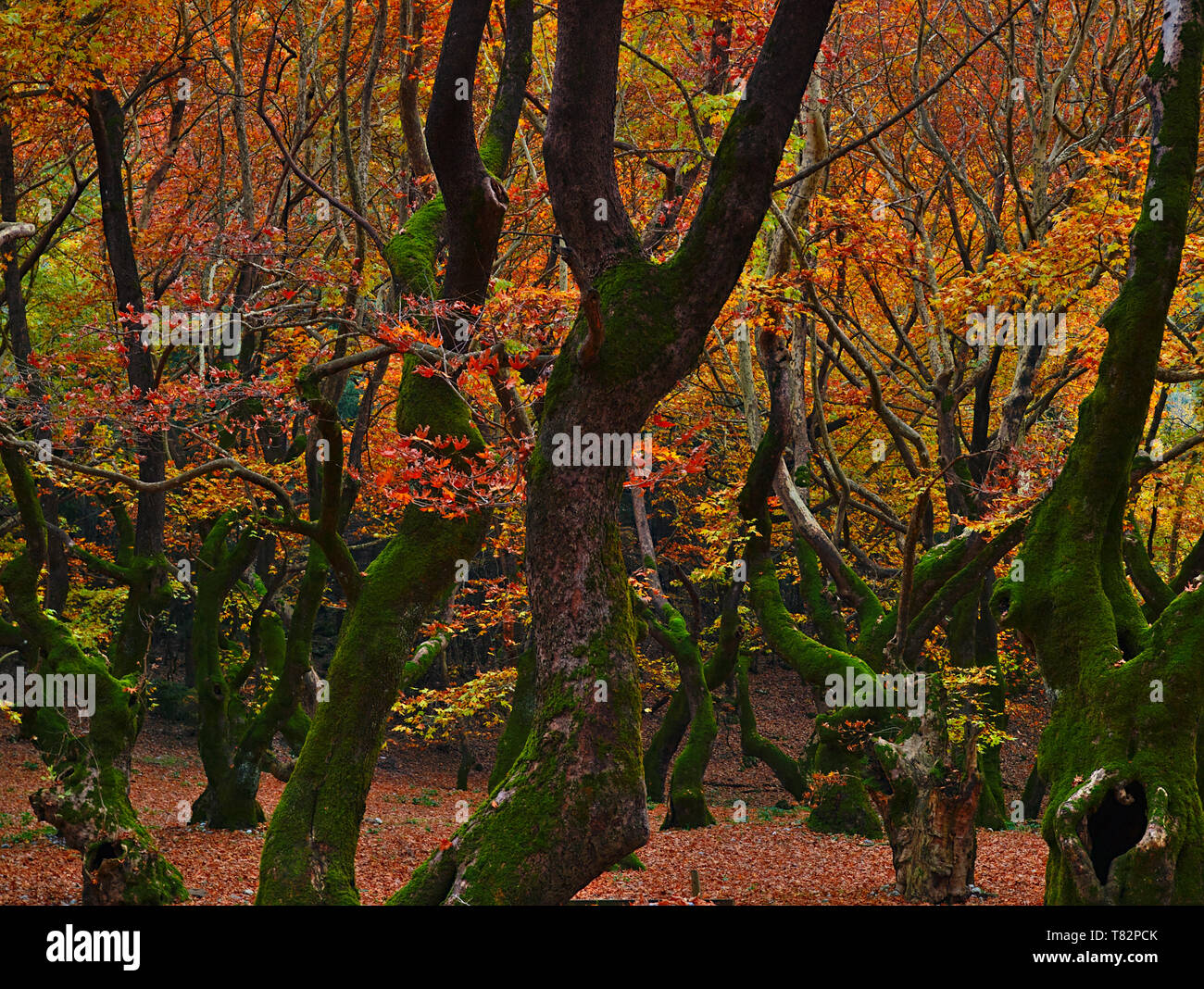 Beau paysage d'automne de Planitreo à Kalavryta, Grèce. Des couleurs ...