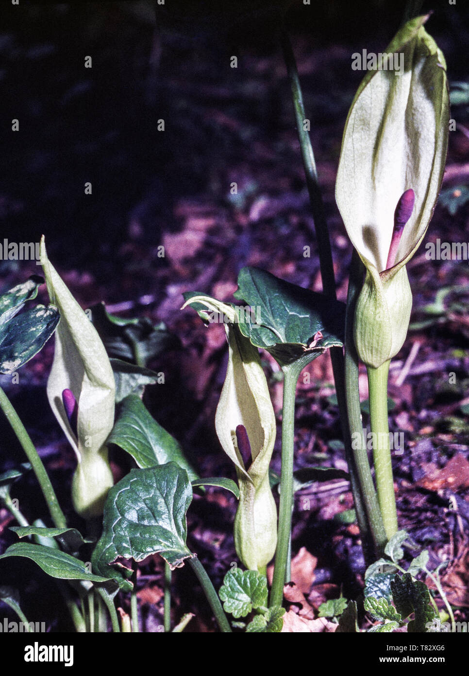 Doigt de dames et fleur Banque de photographies et d’images à haute ...