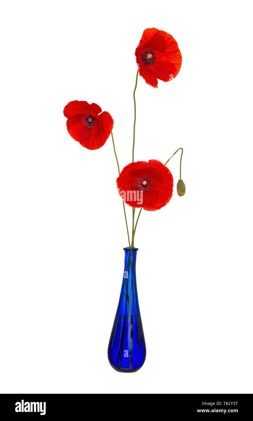 Fleurs de pavot rouge sauvage, Papaver rhoeas dans un vase avec bud, en ...