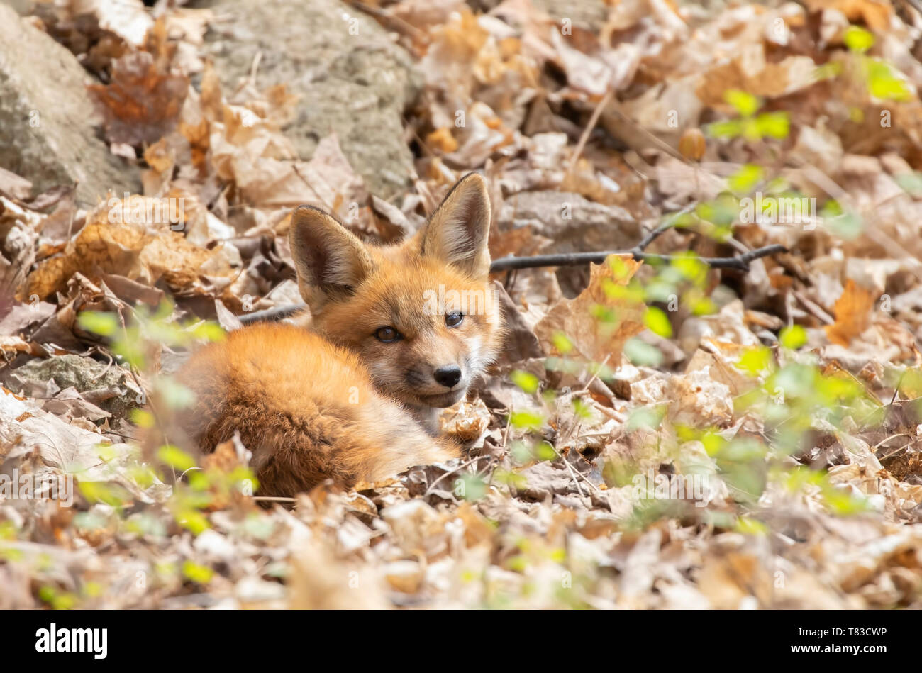 Le renard roux Vulpes vulpes kit jouant dans les feuilles dans une ...