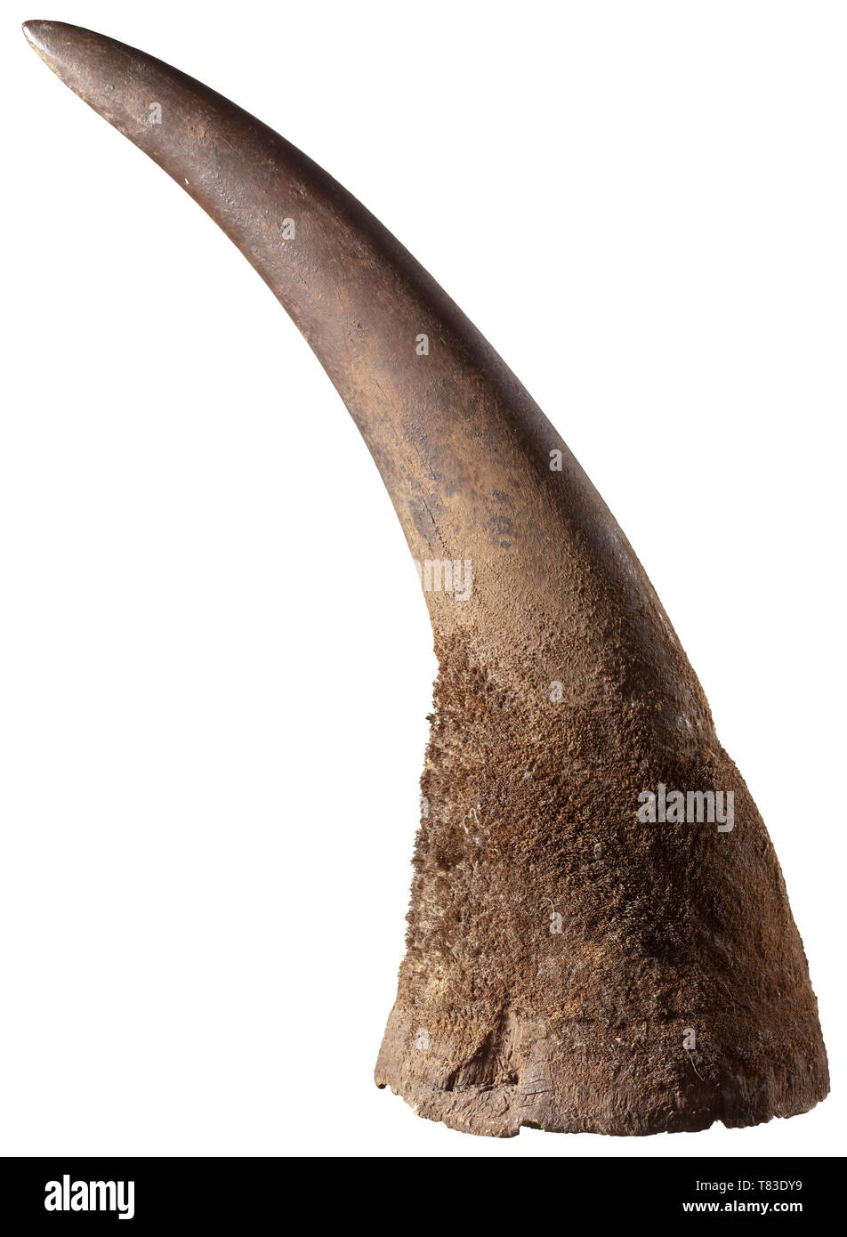 Fixation des insectes Banque de photographies et d’images à haute ...