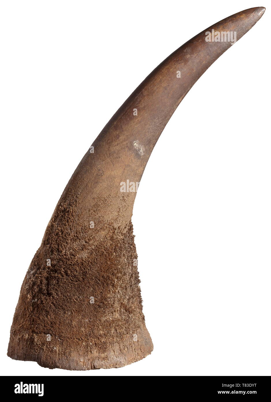 Fixation des insectes Banque de photographies et d’images à haute ...