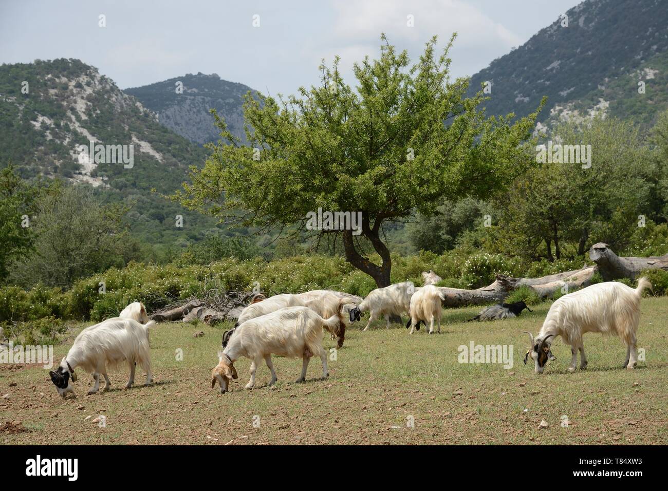 Troupeau de chèvres (Capra hircus) pâturage sur le Plateau du Golgo ...