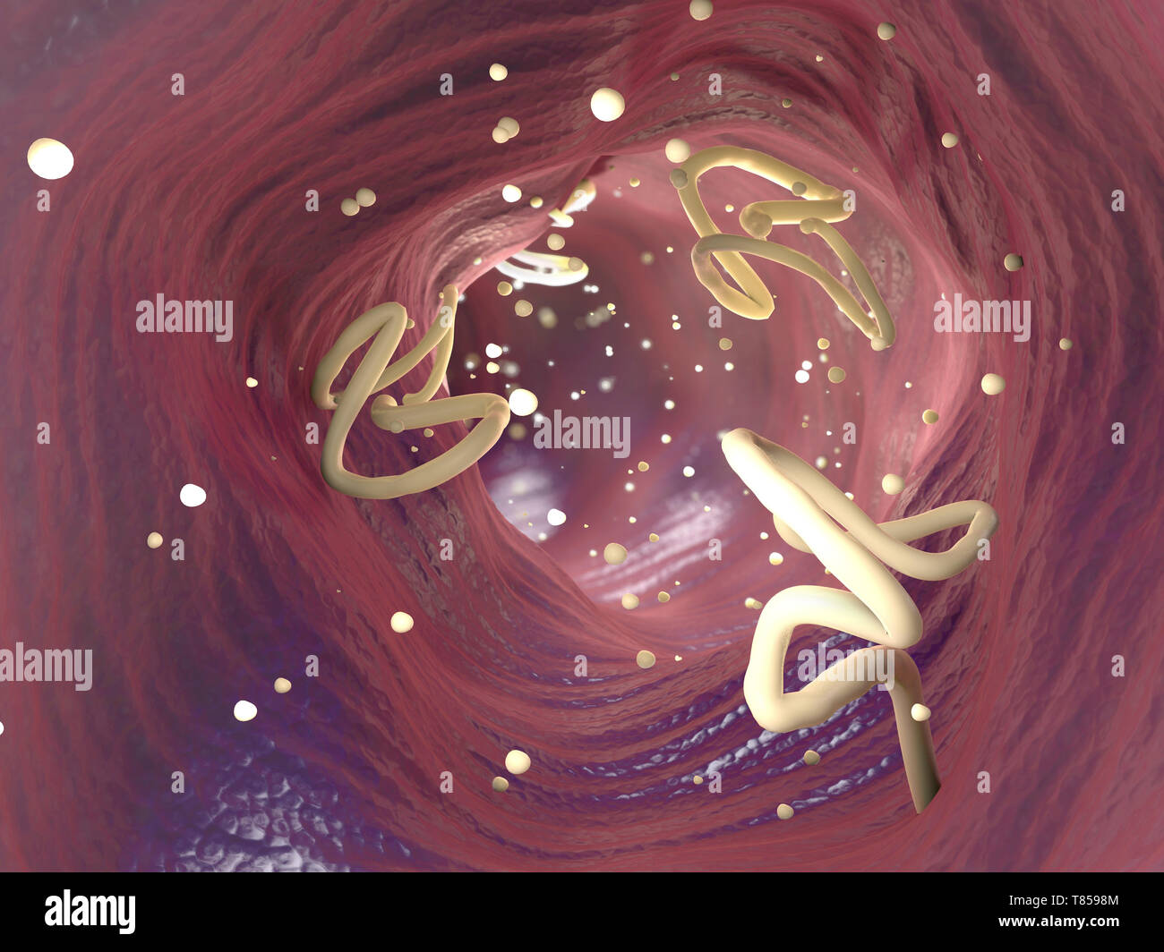 Vers intestinaux Banque de photographies et d’images à haute résolution ...