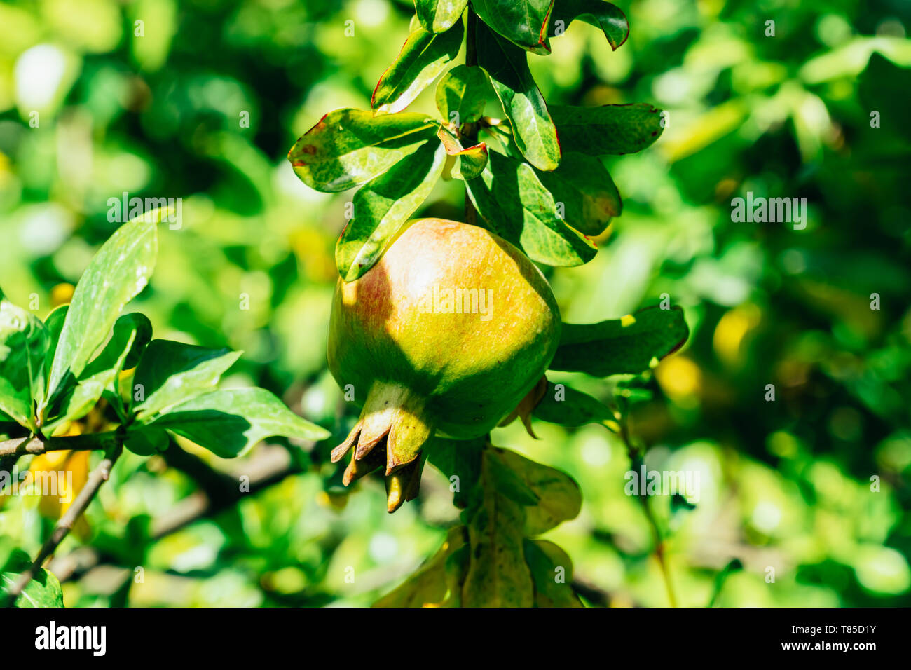Plantation d'arbres de grenade Banque de photographies et d’images à ...
