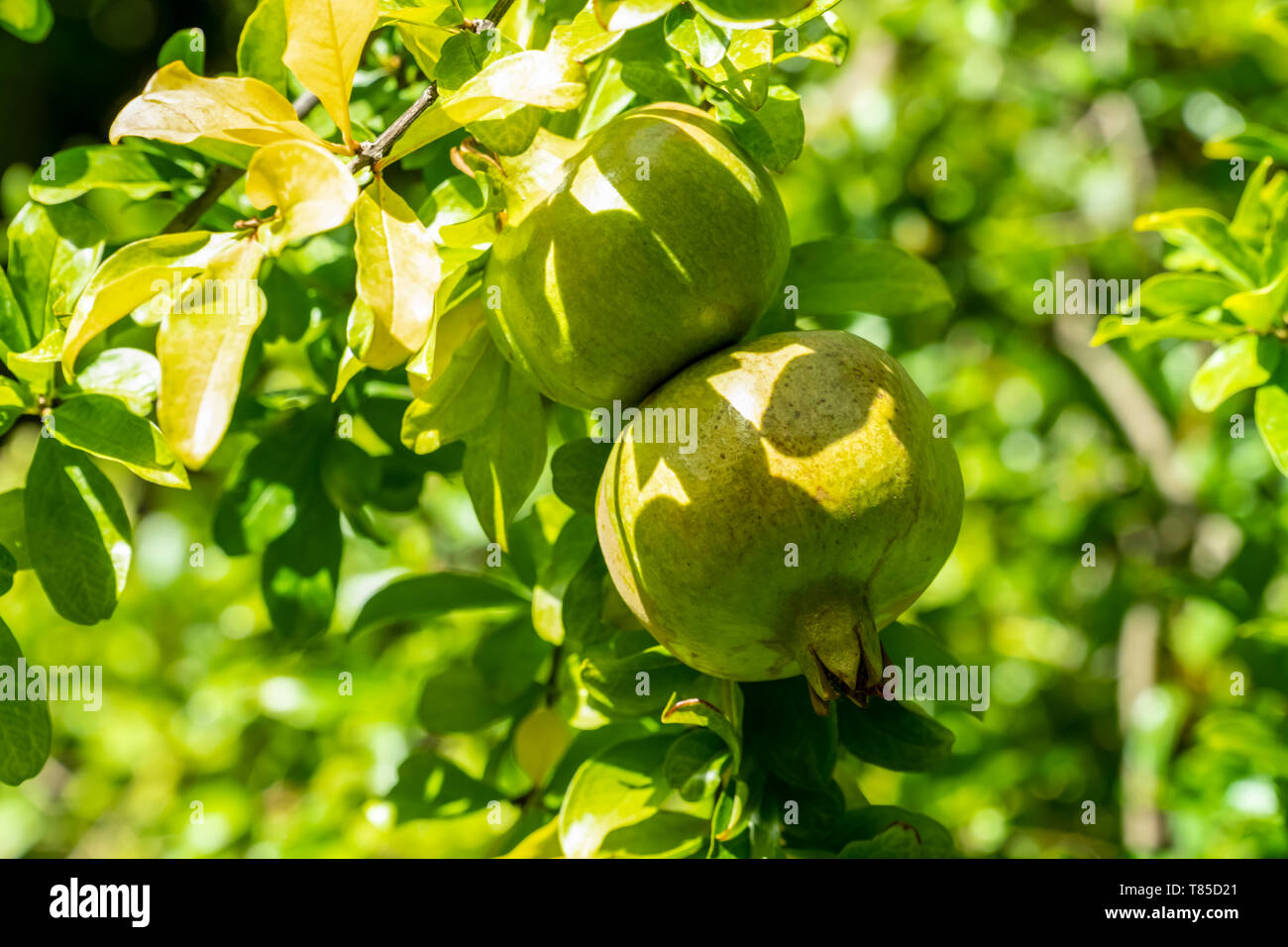 Plantation d'arbres de grenade Banque de photographies et d’images à ...