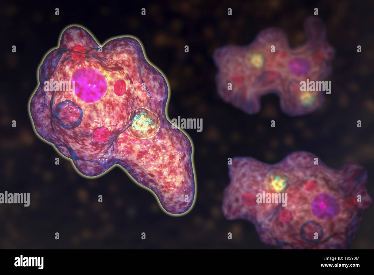 Amibe parasite entamoeba histolytica Banque de photographies et d ...