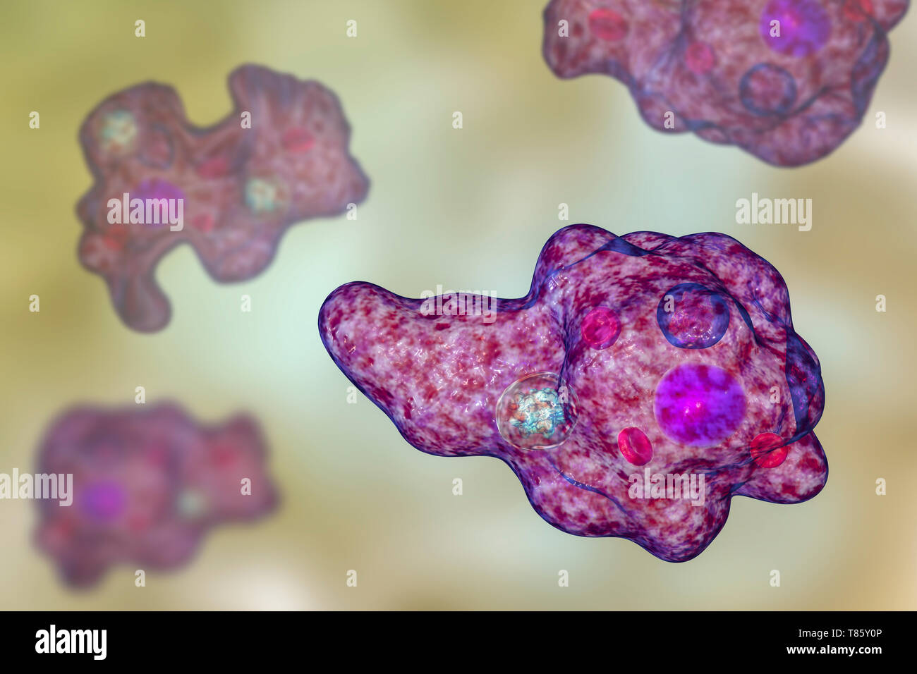 Parasitic amoeba entamoeba histolytica Banque de photographies et d ...