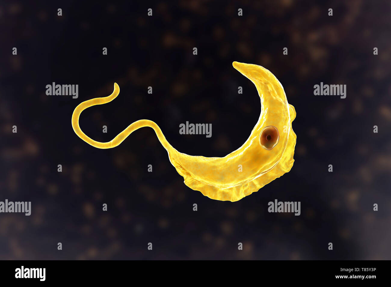 Parasite de la maladie du sommeil, illustration Photo Stock - Alamy