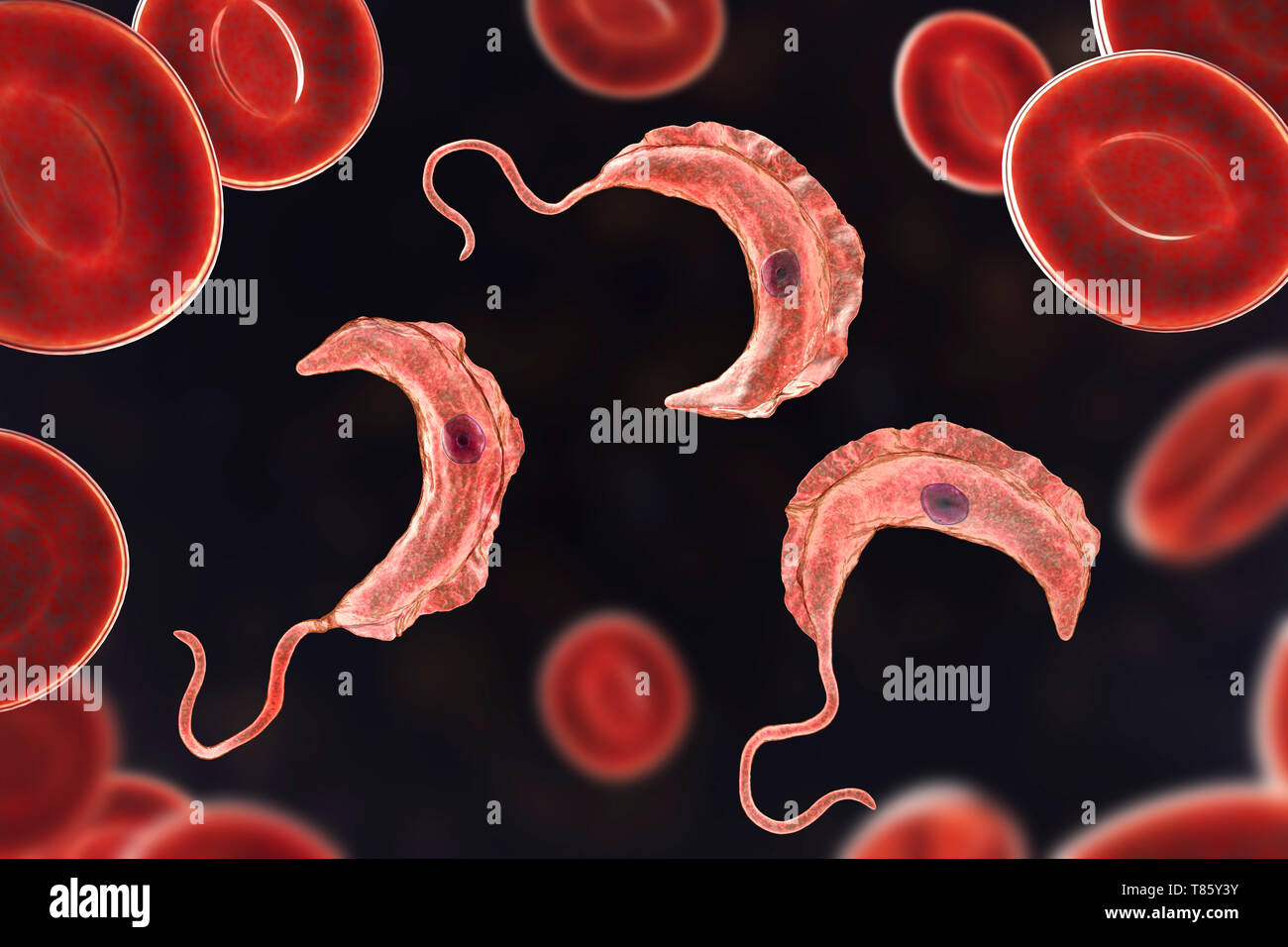 Maladie du sommeil Banque de photographies et d’images à haute ...