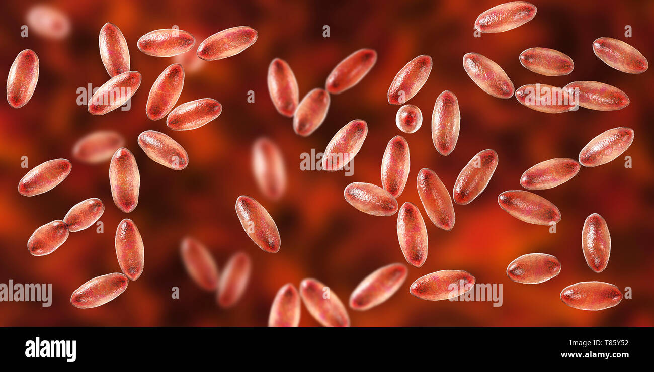 Les bactéries de la peste Yersinia pestis, illustration Photo Stock - Alamy