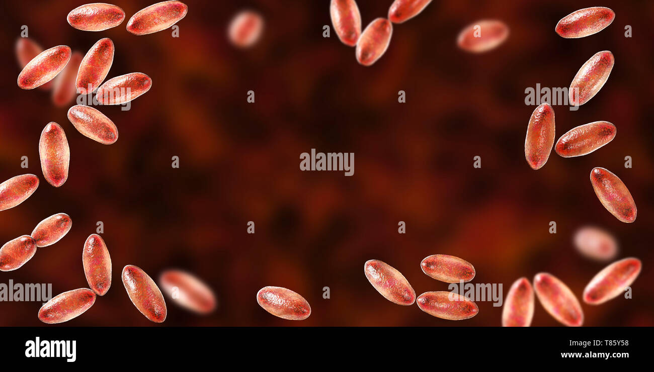 Les bactéries de la peste Yersinia pestis, illustration Photo Stock - Alamy