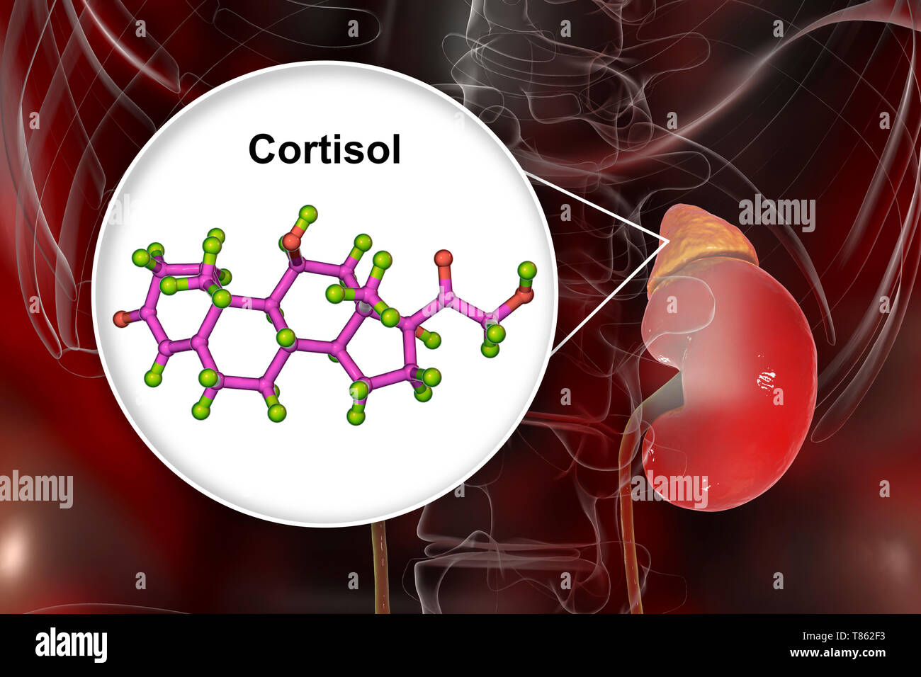 Le cortisol hormone molécule et à la glande surrénale, illustration ...