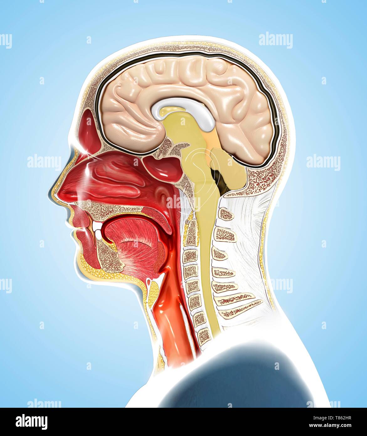 Tête humaine anatomie, illustration Photo Stock - Alamy