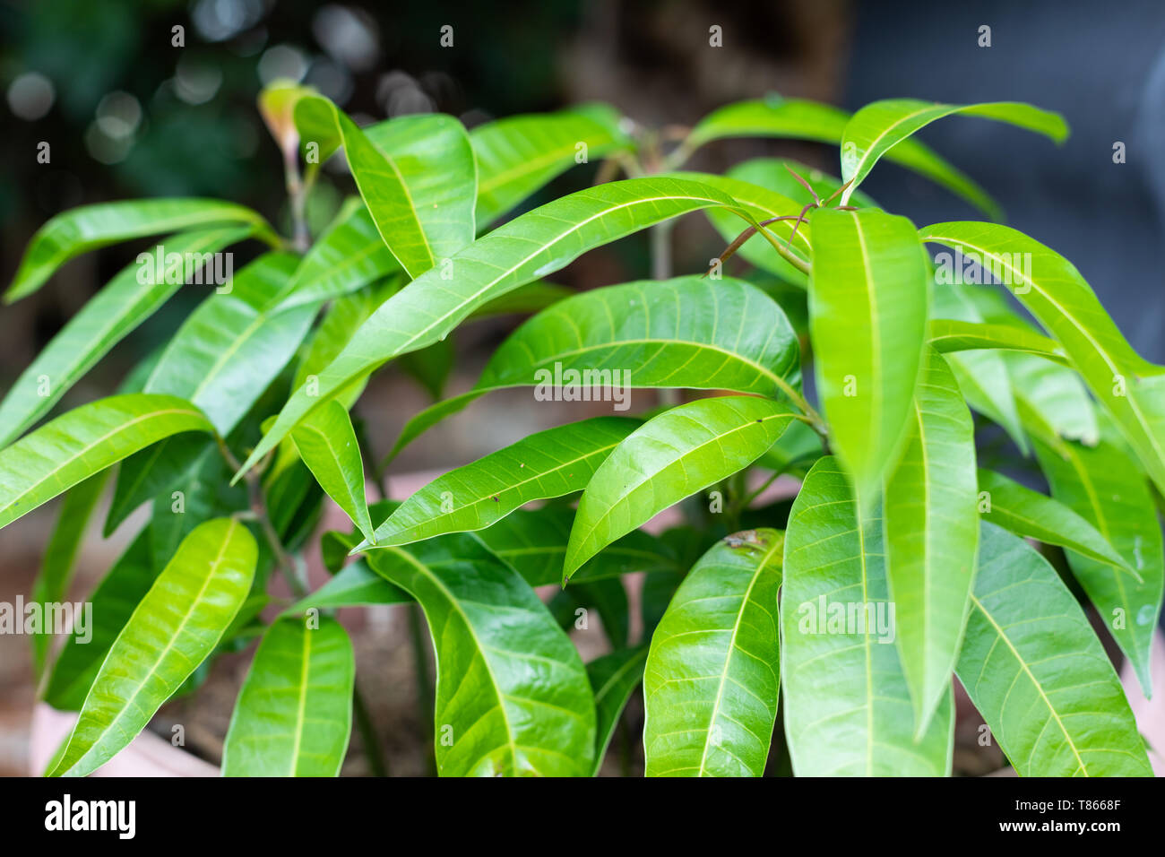 Arbre fruitier pour un petit jardin Banque de photographies et d’images ...