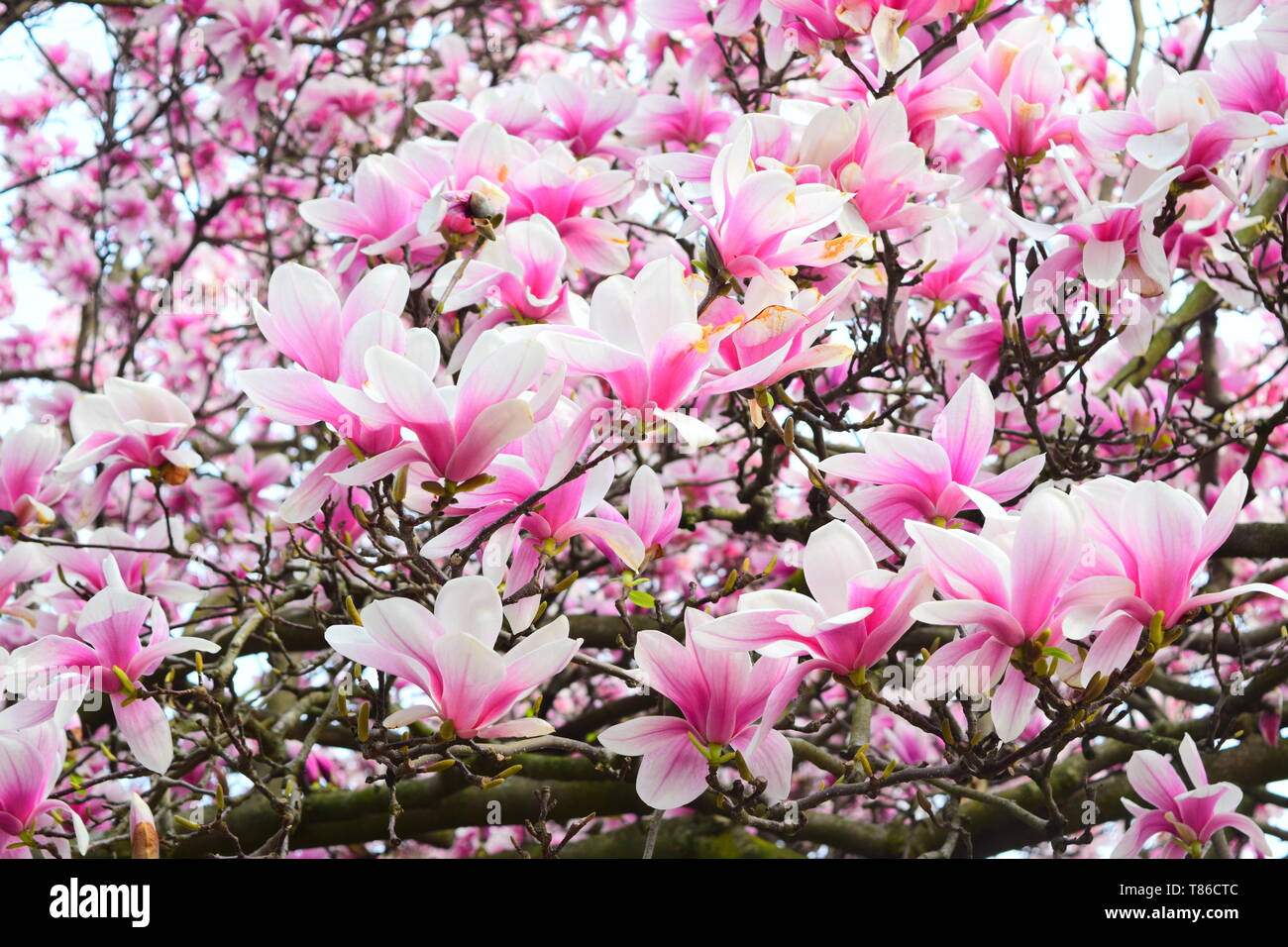 Fleurs de magnolia en fleurs Banque de photographies et d’images à ...