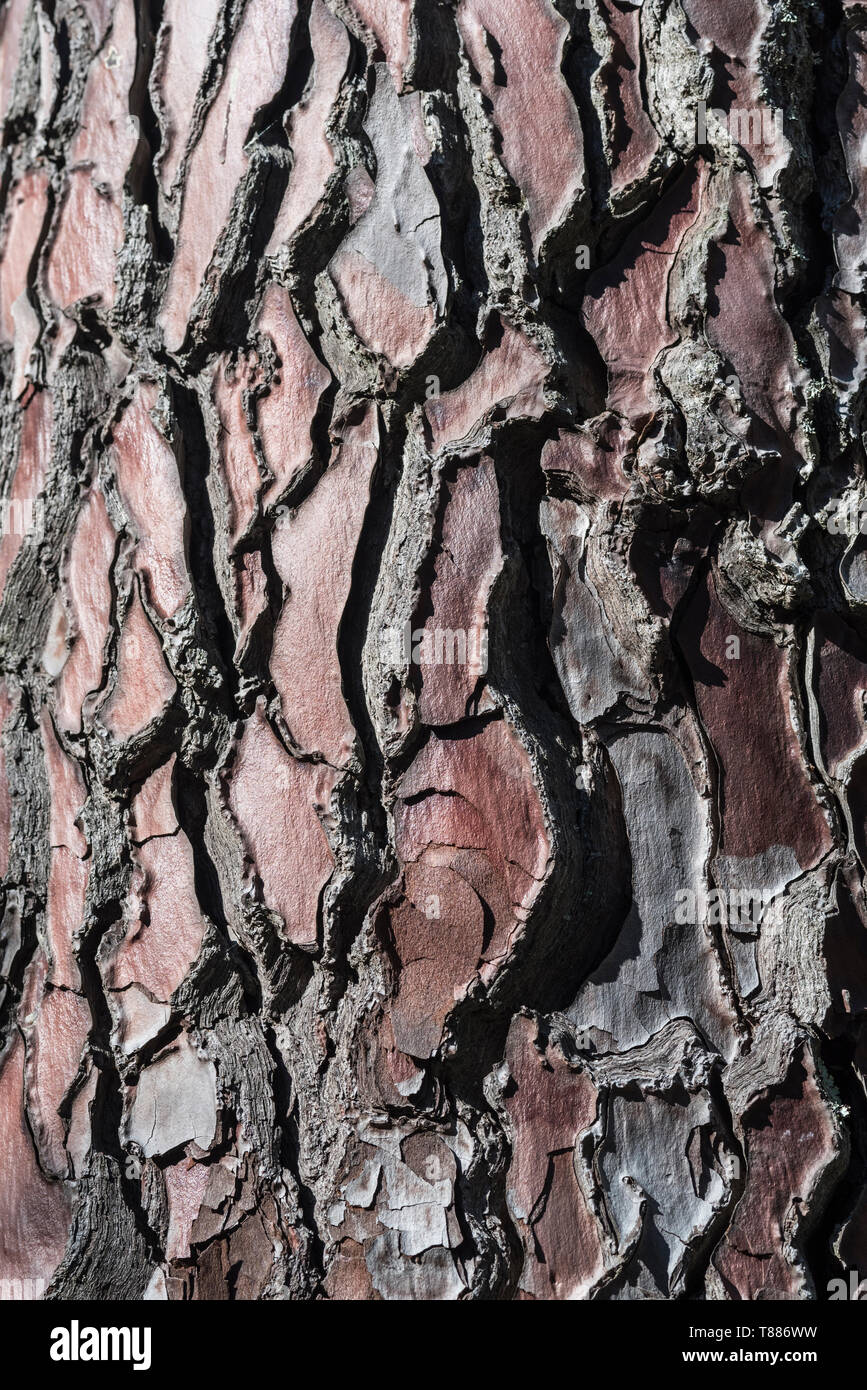 Pin corse pinus nigra Banque de photographies et d’images à haute ...