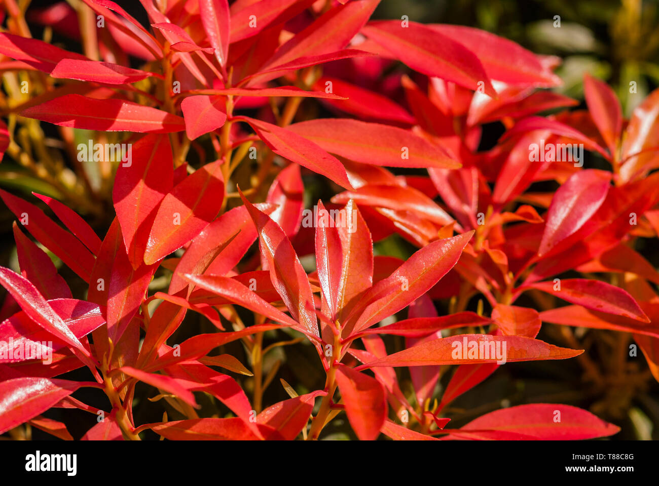 Arbuste à feuilles rouges Banque de photographies et d’images à haute ...