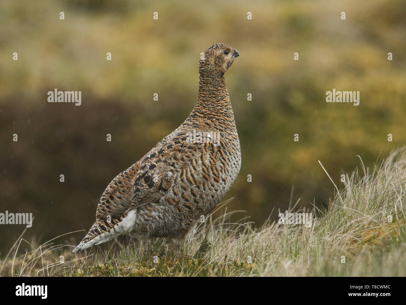 Une belle femelle rare Tétras, Tetrao tetrix, debout dans les landes un ...