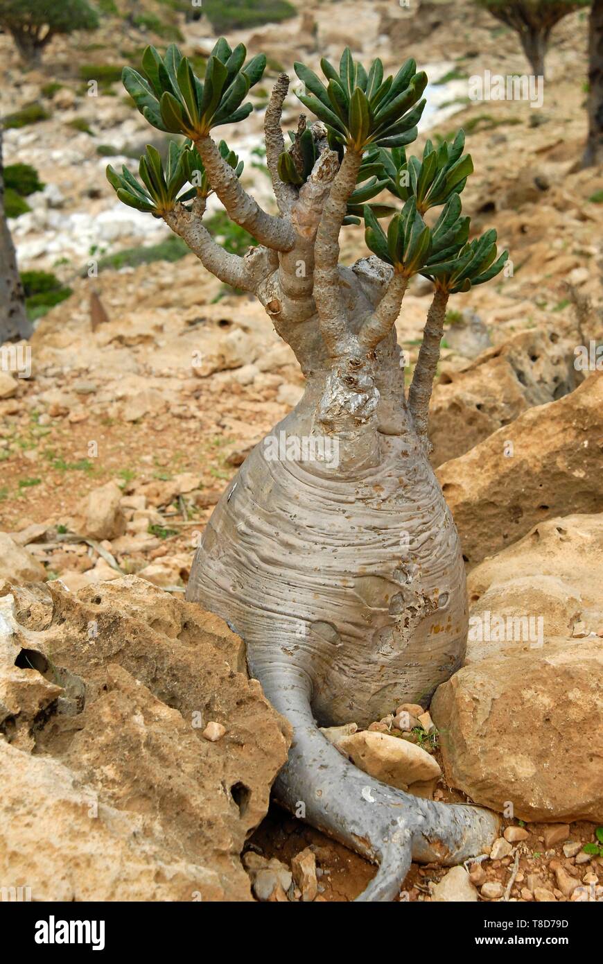 île de socotra adenium obesum socotranum Banque de photographies et d ...