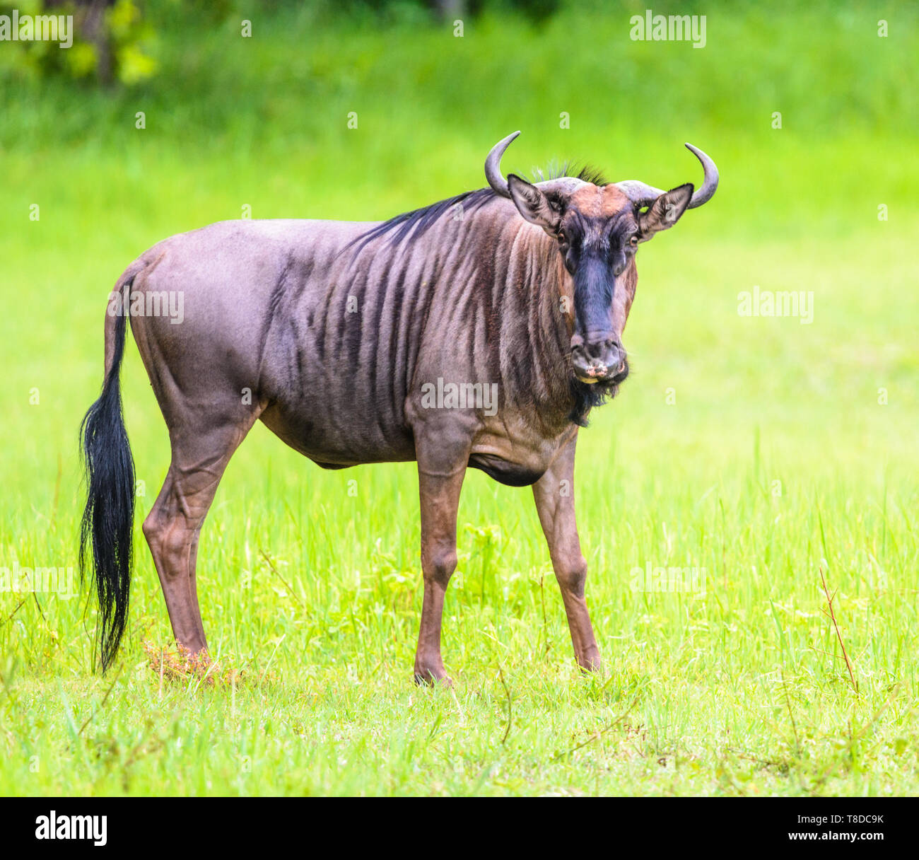 Gnou bleu Banque de photographies et d’images à haute résolution - Alamy