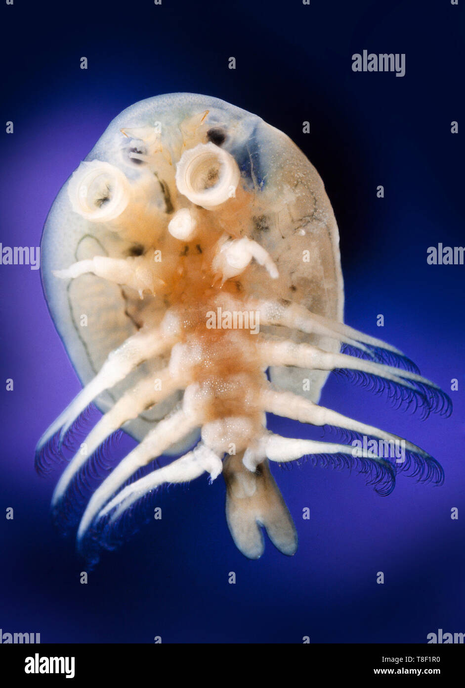 Parasite des poissons marins Banque de photographies et d’images à ...