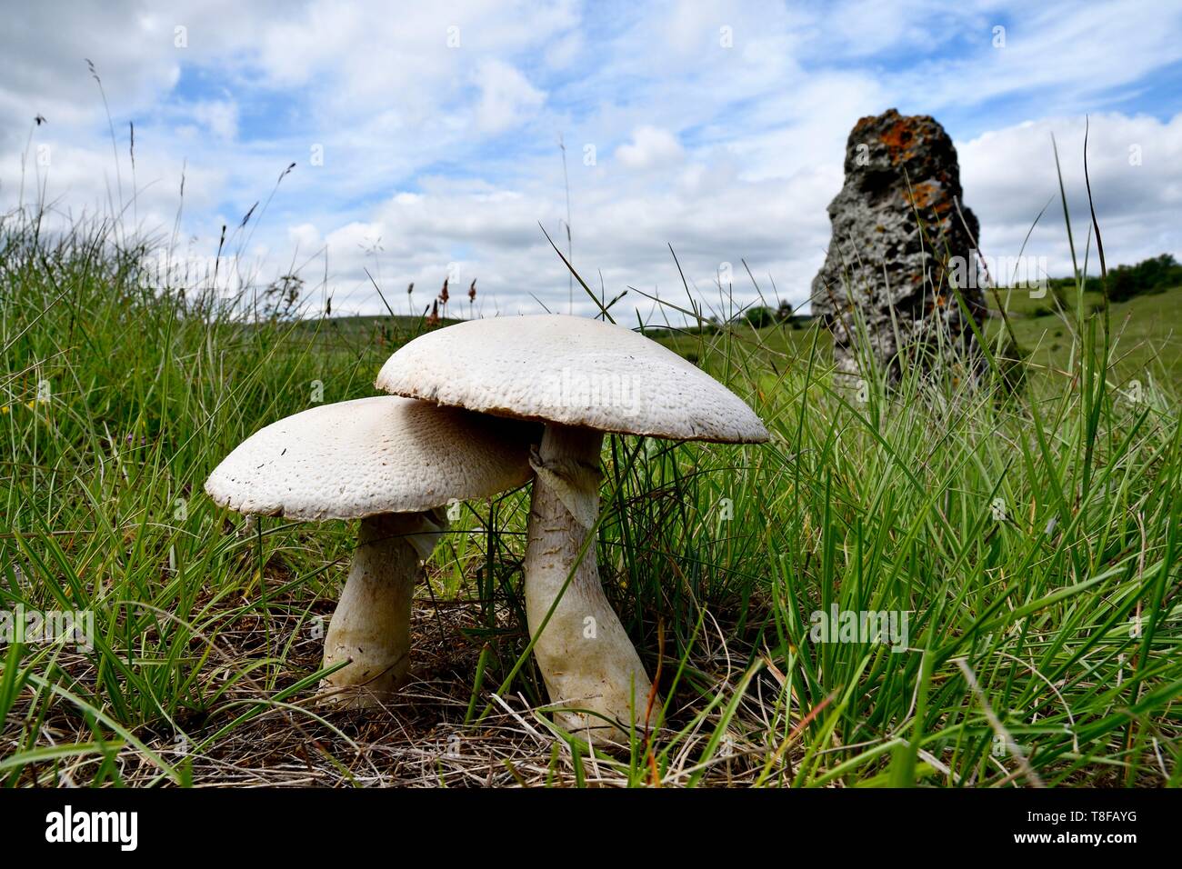 Champignons des prairies Banque de photographies et d’images à haute ...