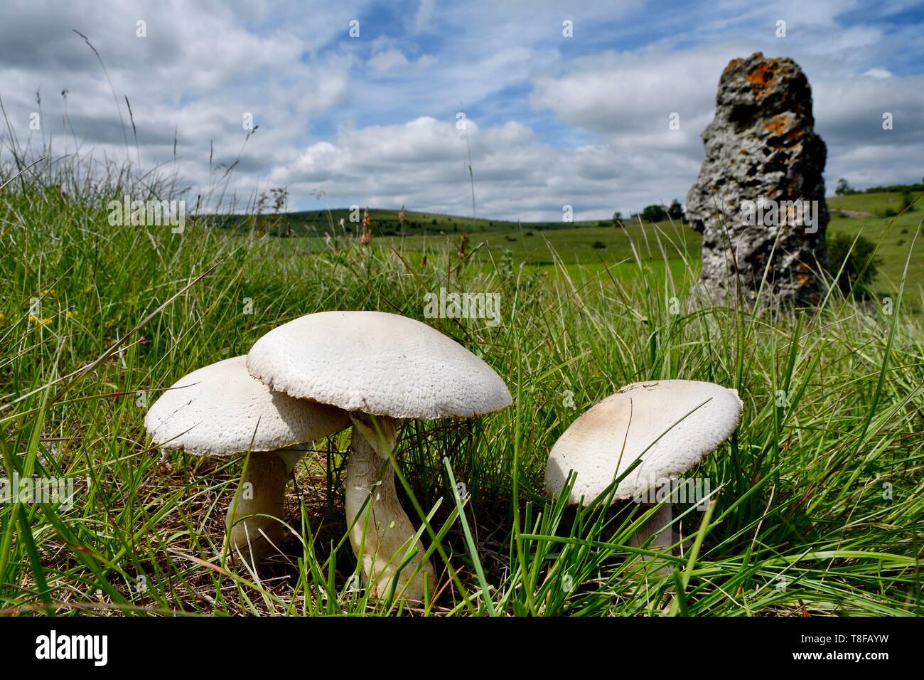 Champignons des prairies Banque de photographies et d’images à haute ...
