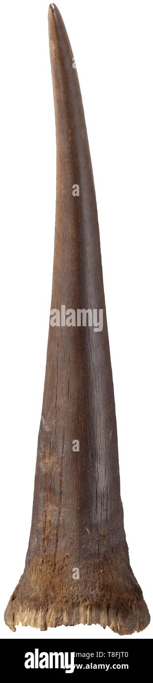 Fixation des insectes Banque de photographies et d’images à haute ...