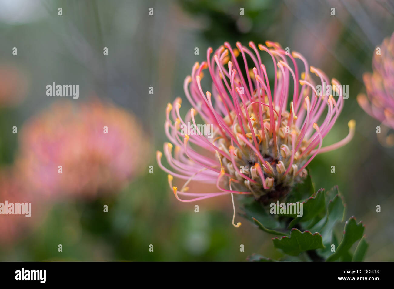Variedades de flores y plantas Banque de photographies et d’images à ...