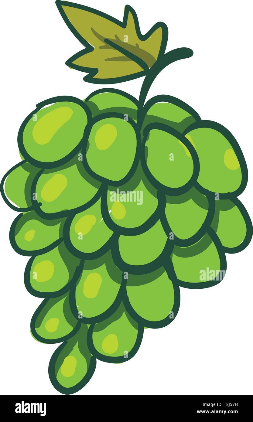 Dessin de grappe de raisin Banque d'images vectorielles - Alamy