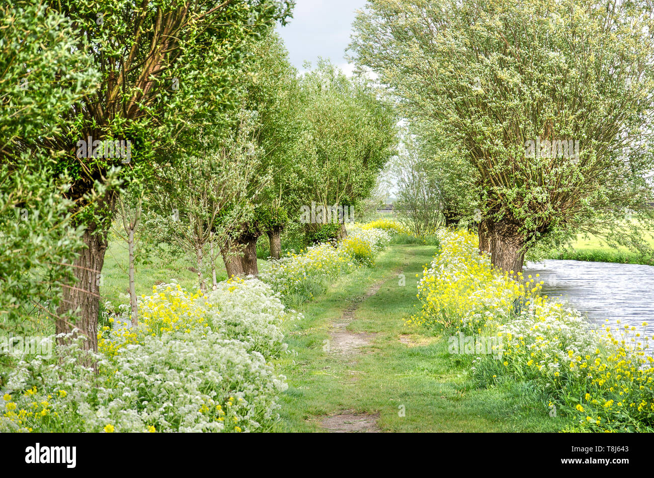 Randonnées chemin bordé de saules têtards, de colza et de cow parsley ...