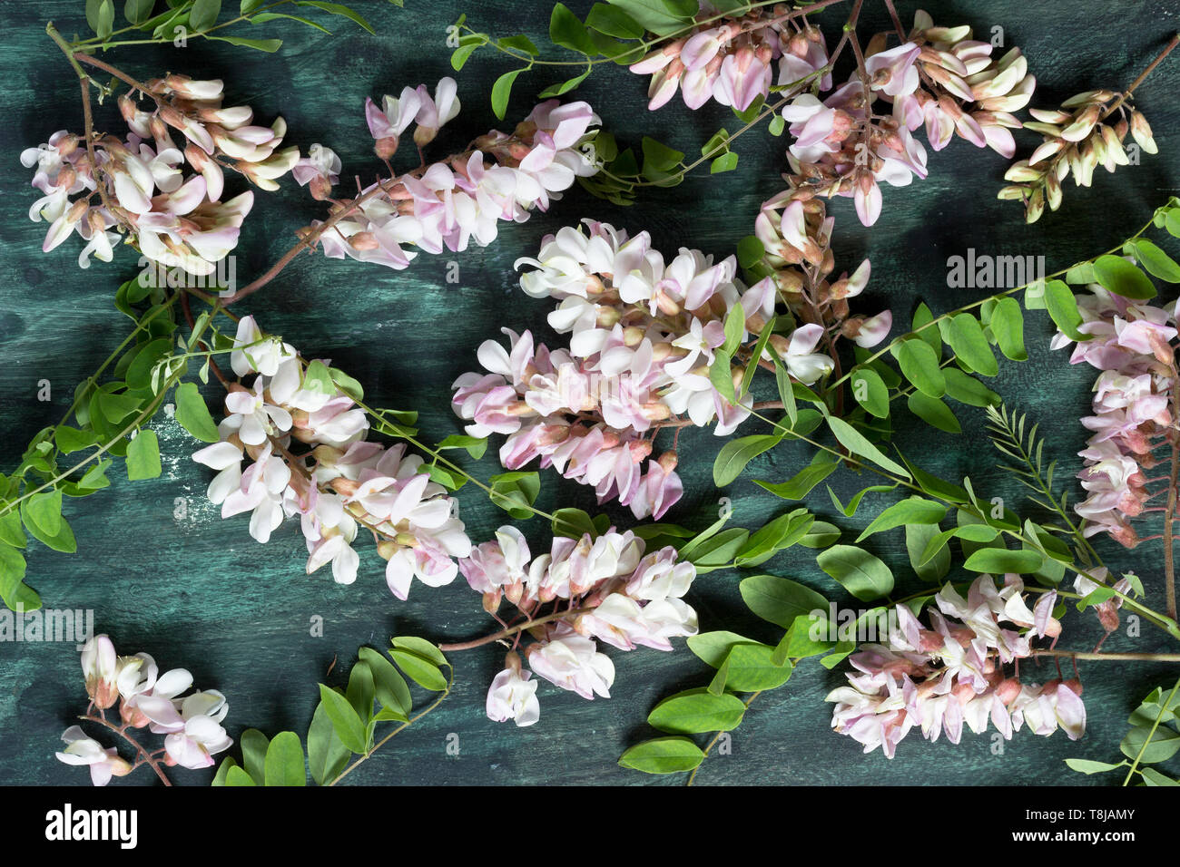 Fleur acacia flore blanche Banque de photographies et d’images à haute ...
