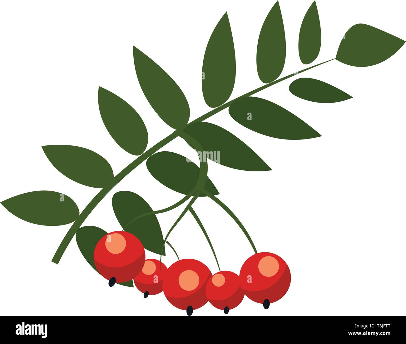 Petits fruits rouge Banque d'images vectorielles - Alamy