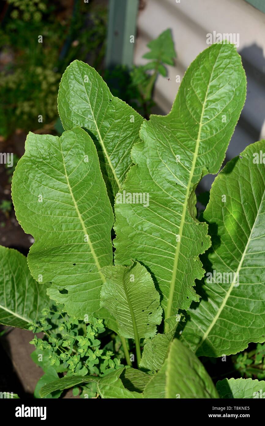 Plante de raifort Banque de photographies et d’images à haute ...