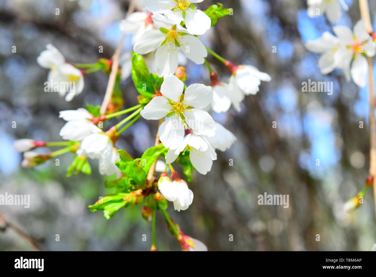 Fleurs de prunier en pleine floraison Banque de photographies et d ...