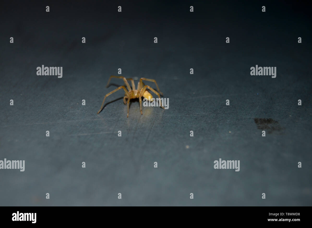 Insecte venimeux europe Banque de photographies et d’images à haute ...