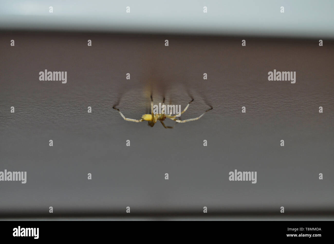 Insecte dangereux Banque de photographies et d’images à haute ...