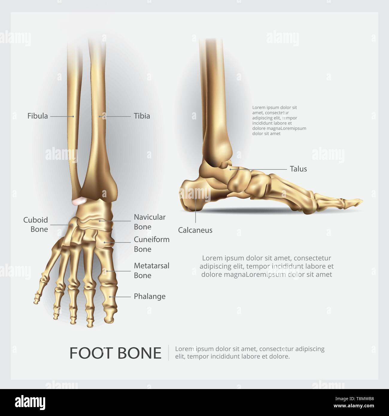 Anatomie osseuse pied Banque de photographies et d’images à haute ...